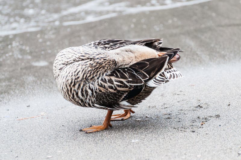 Duck cleaning on seashore stock image. Image of water - 70879587