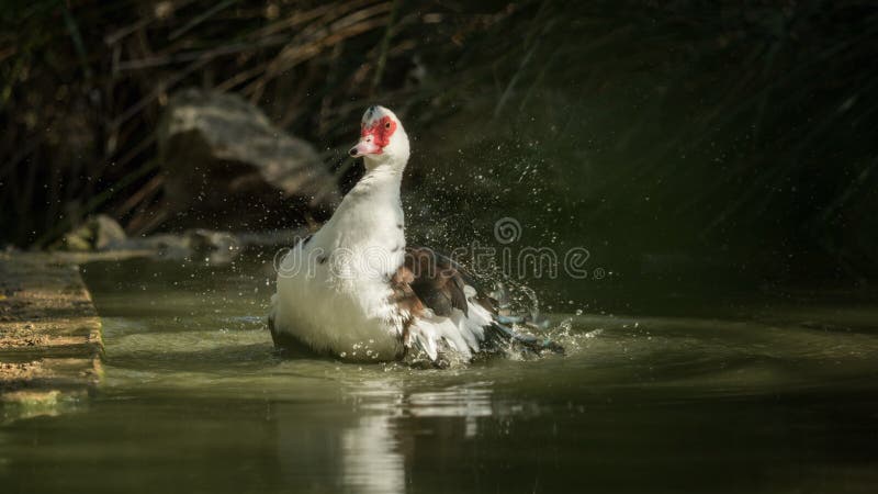 A Duck Cleaning in the Water - One from a Series Stock Photo - Image of ...