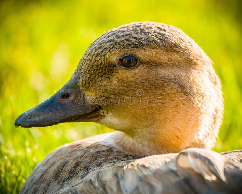 Duck Close up stock photo. Image of friendly, wales, beak - 28569478
