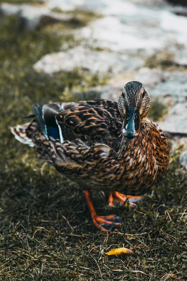 Duck Close Up. Beautiful Duck on Dry Land Stock Photo - Image of swims ...