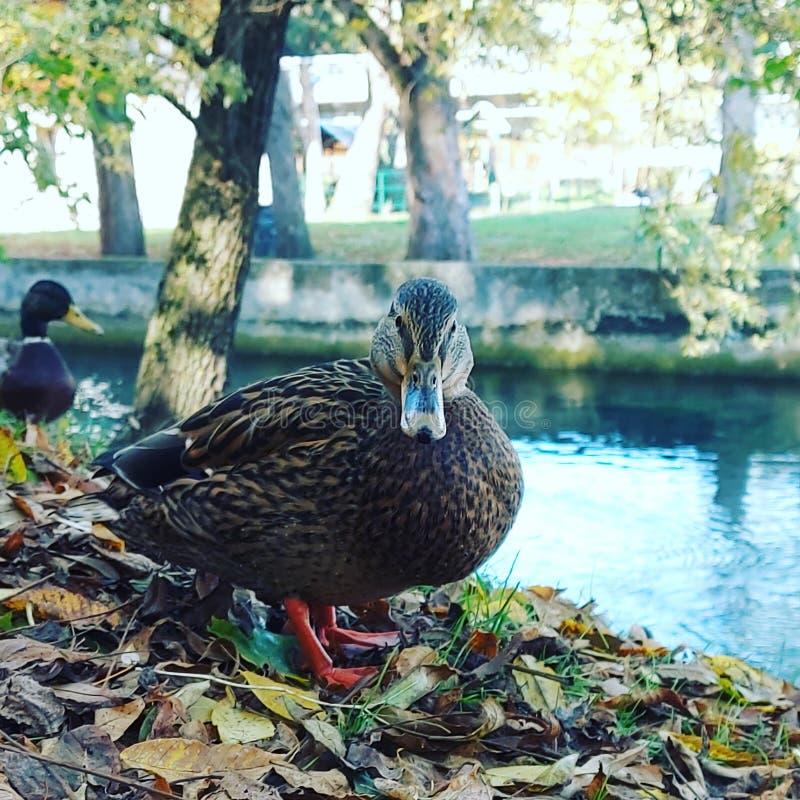 Duck close up stock image. Image of mallard, water, plant - 237487977
