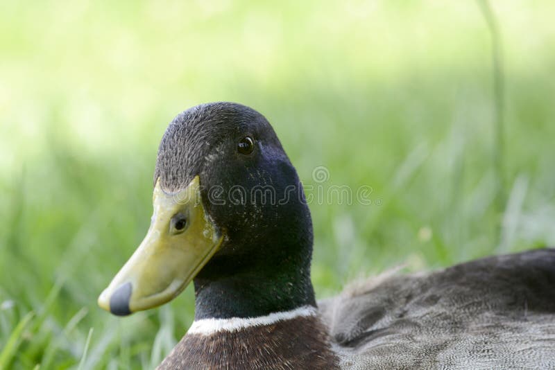 Duck close up image stock photo. Image of animal, male - 73460584