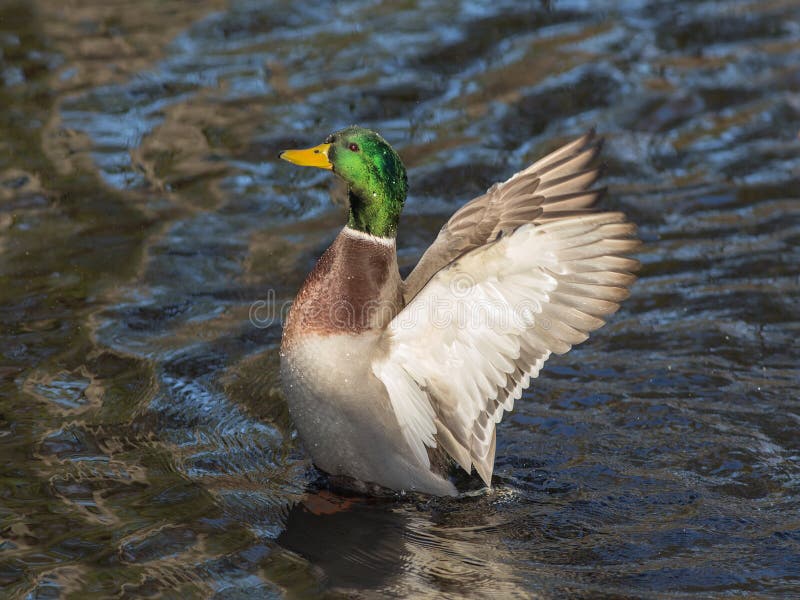 Duck close up stock photo. Image of washing, waving, beak - 47719910