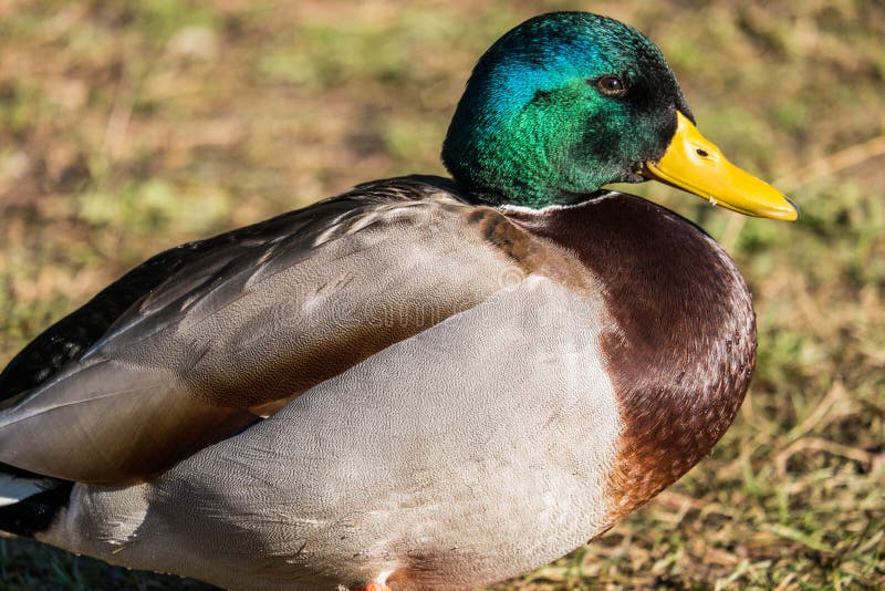 Duck close up stock photo. Image of animals, slovenia - 59477982