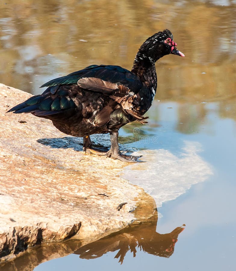 Duck stock photo. Image of nuisance, aquatic, fauna, outdoor - 33297688