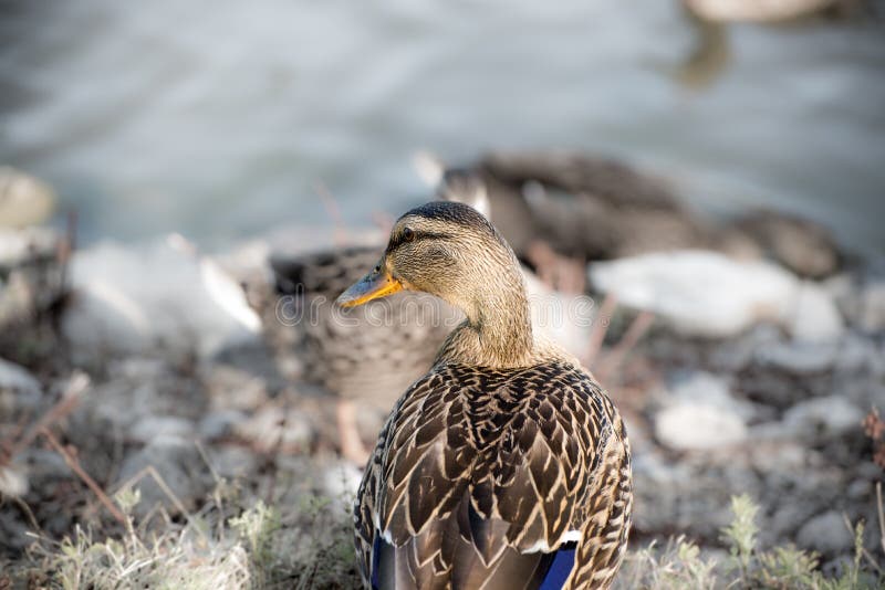 Duck closeup mallard stock image. Image of closeup, water - 43219337