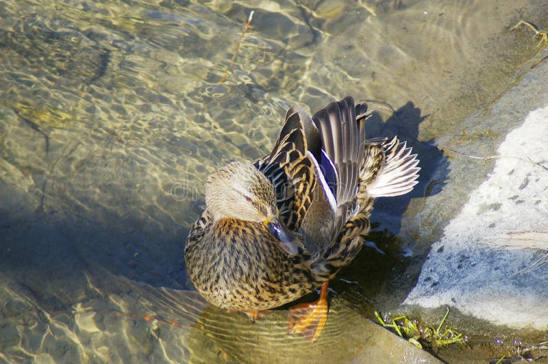 Ducks stock image. Image of birds, hens, nature, ducks - 90047857