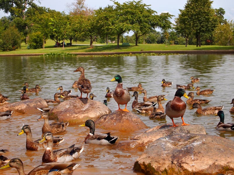 Duck Congregation stock image. Image of plumage, trees - 64729083
