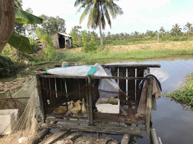 Duck country stock photo. Image of quiet, growing, lake - 90020748