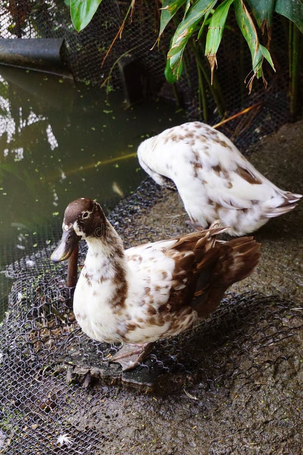 Duck in country farm stock image. Image of feather, animal - 109057363