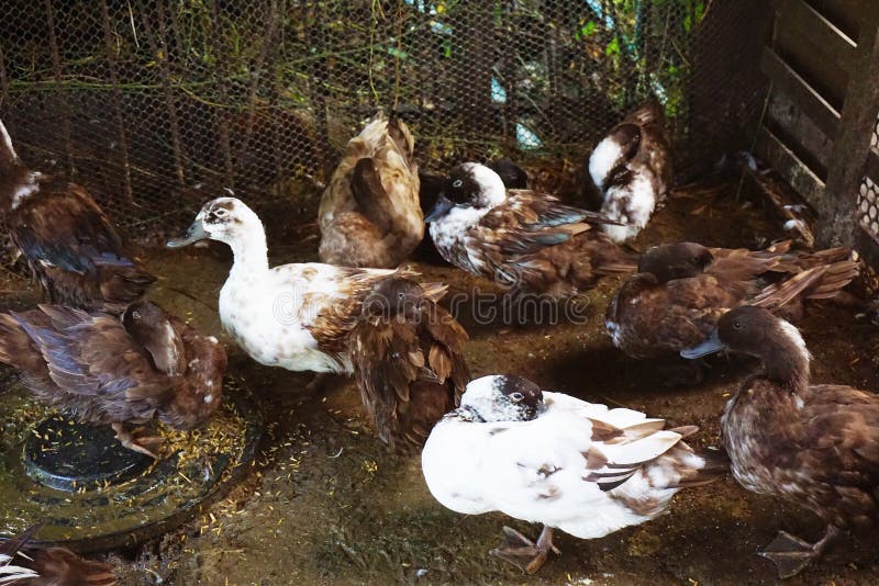Duck in country farm stock image. Image of poultry, brown - 109377353
