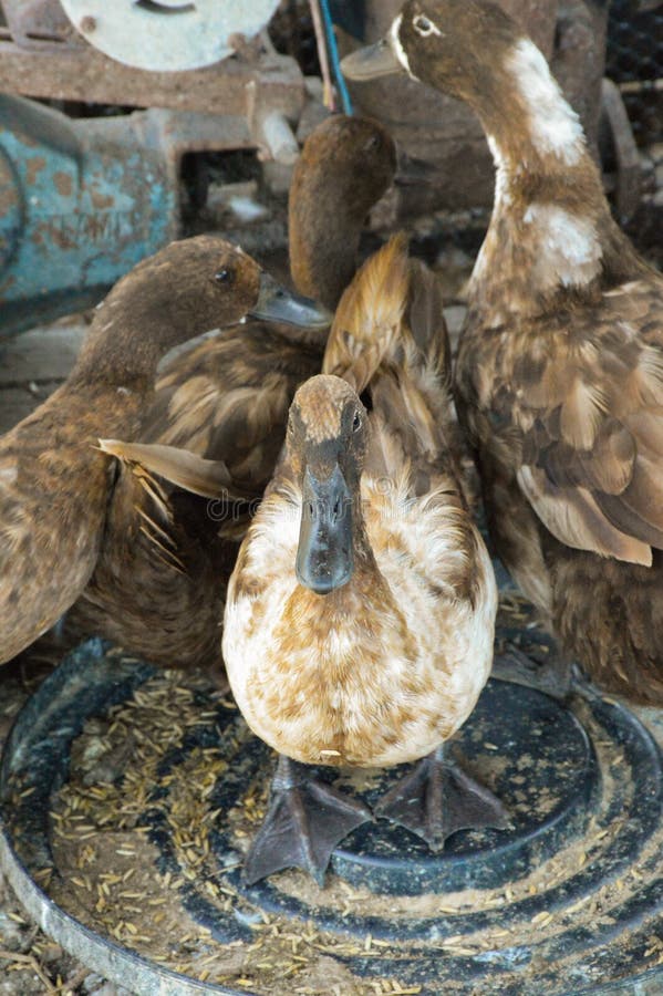 Duck in country farm stock image. Image of natural, thai - 75567665