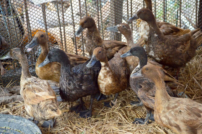 Duck in country farm stock photo. Image of rural, countryside - 75850162