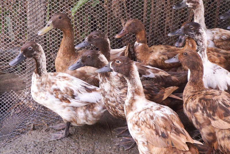 Duck in country farm stock image. Image of feather, group - 88117667