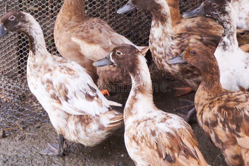 Duck in country farm stock photo. Image of animal, duck - 97066246