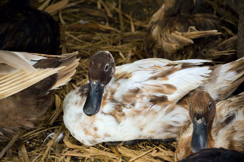 Duck in country farm stock image. Image of duck, nature - 96367819
