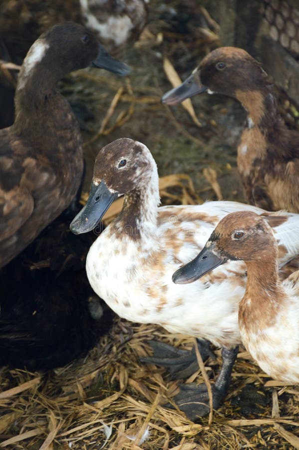 Duck in country farm stock photo. Image of animal, duck - 97066246