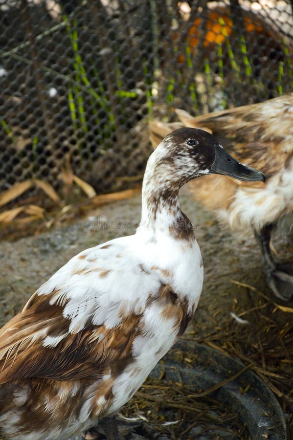 Duck in country farm stock image. Image of thailand, group - 97066273