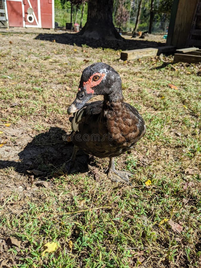 A duck in the country stock image. Image of setting - 196076833