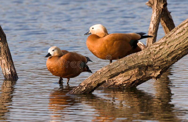 Duck couple stock image. Image of couple, marge, focus - 11782083