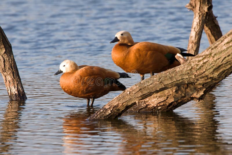 Duck couple stock image. Image of brink, couple, nature - 11881597