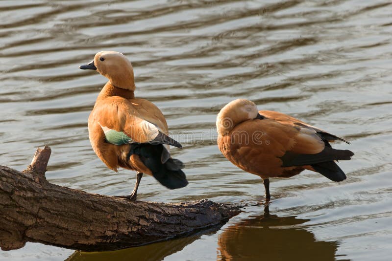 Duck couple stock photo. Image of focus, duck, animal - 12829218