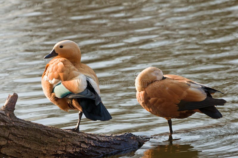 Duck couple stock image. Image of brink, couple, nature - 11881597