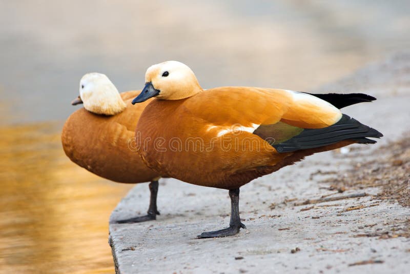 Duck couple stock image. Image of nature, focus, closeup - 51245457