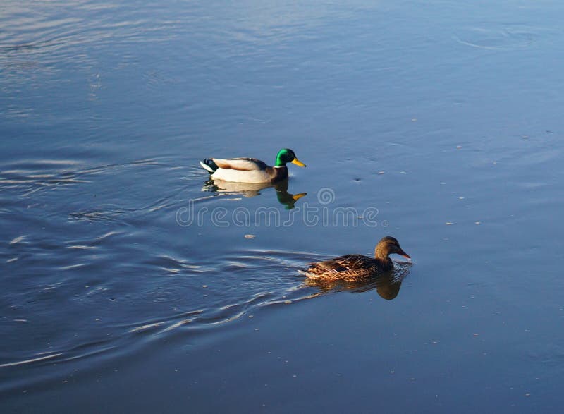 Duck couple stock photo. Image of animals, birds, water - 44289698