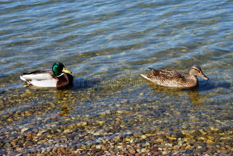 Duck court on water stock photo. Image of family, clean - 4819034