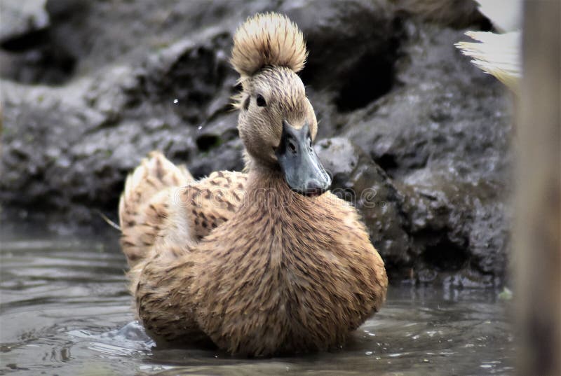Duck with a Crest on Its Head Stock Image - Image of wildlife ...