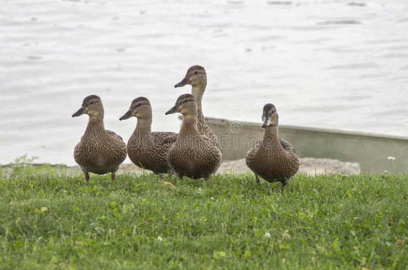 Duck Crew stock photo. Image of canada, waterfowl, ontario - 81592938