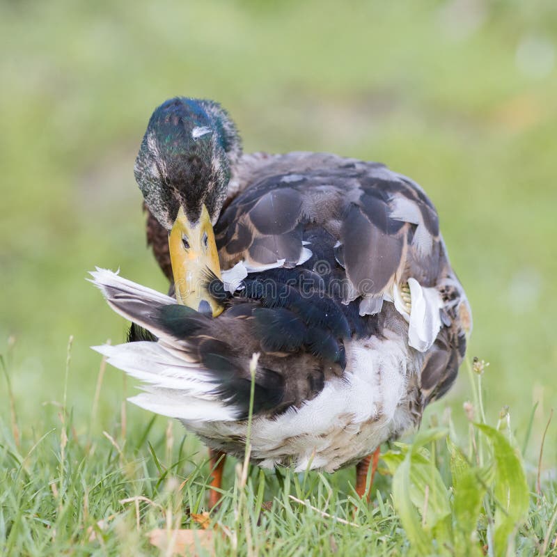 Duck Dance and Showing His Back Stock Image - Image of goose, mallard ...