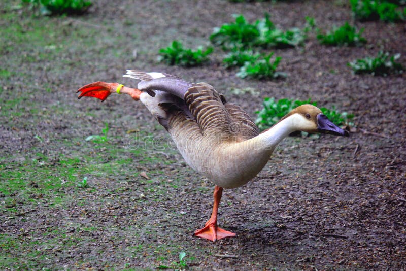 Dancing Duck stock photo. Image of pond, showing, water - 61442626