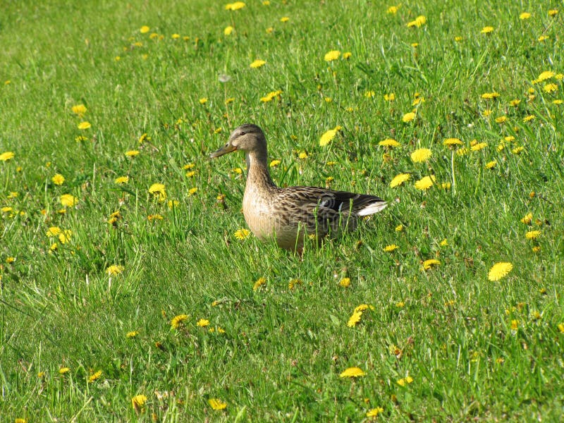 Duck among the dandelions stock image. Image of green - 92723593
