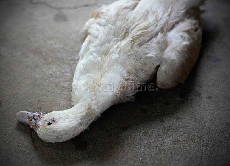 Duck dead stock photo. Image of reads, edge, bird, path - 59474940