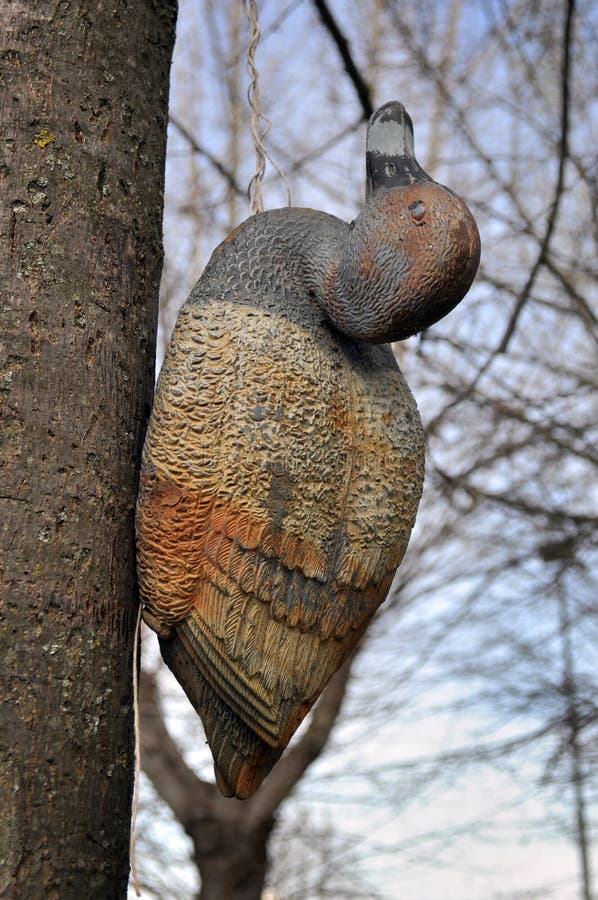 Duck decoy for hunting stock photo. Image of duck, animal - 30336952