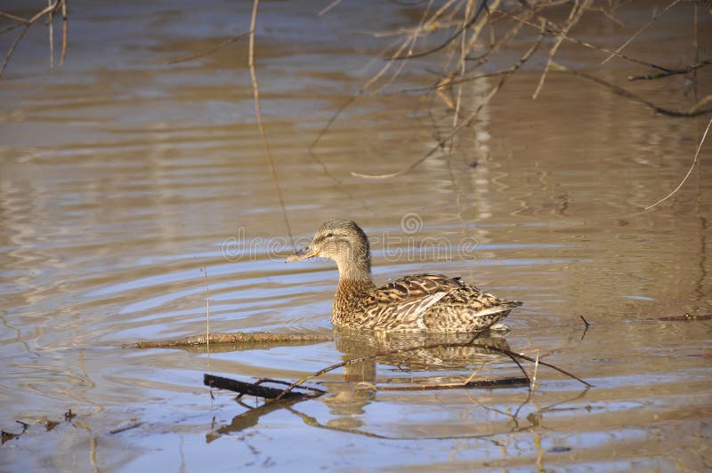 Duck Decoy in the Spring on the Lake Close-up Stock Image - Image of ...