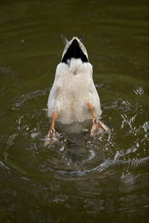 Duck Dive stock image. Image of ripples, tail, water, dive - 5373765
