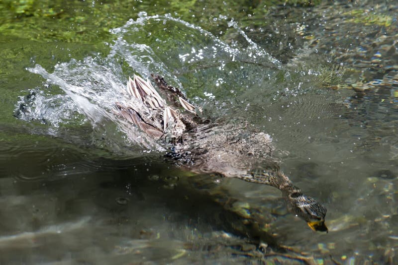 A duck while diving stock image. Image of young, isolated - 33921419
