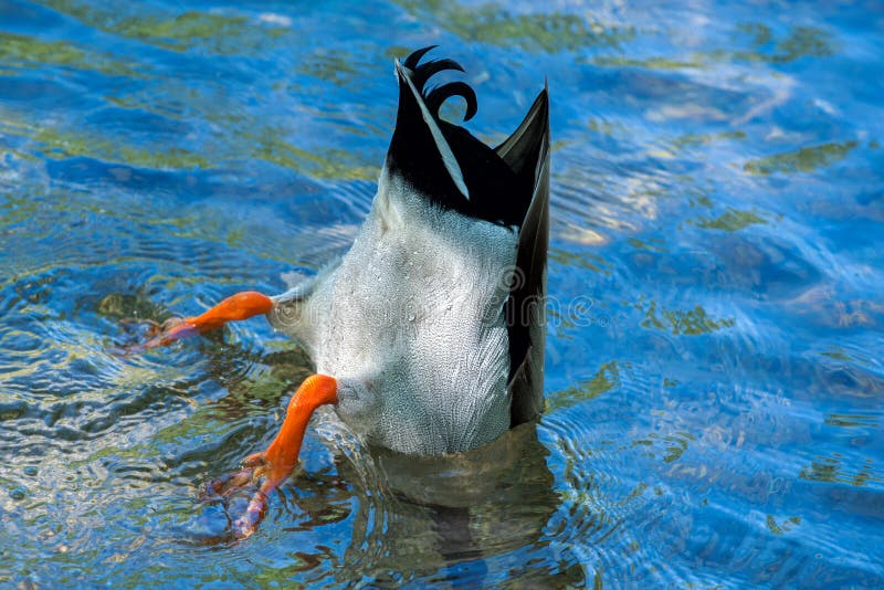 Duck while Diving in the Deep Blue Water Stock Photo - Image of water ...