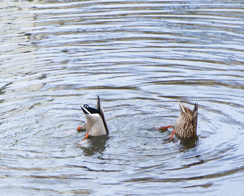 Duck Diving Upside Down, with and Tail in Air. Stock Photo - Image of ...