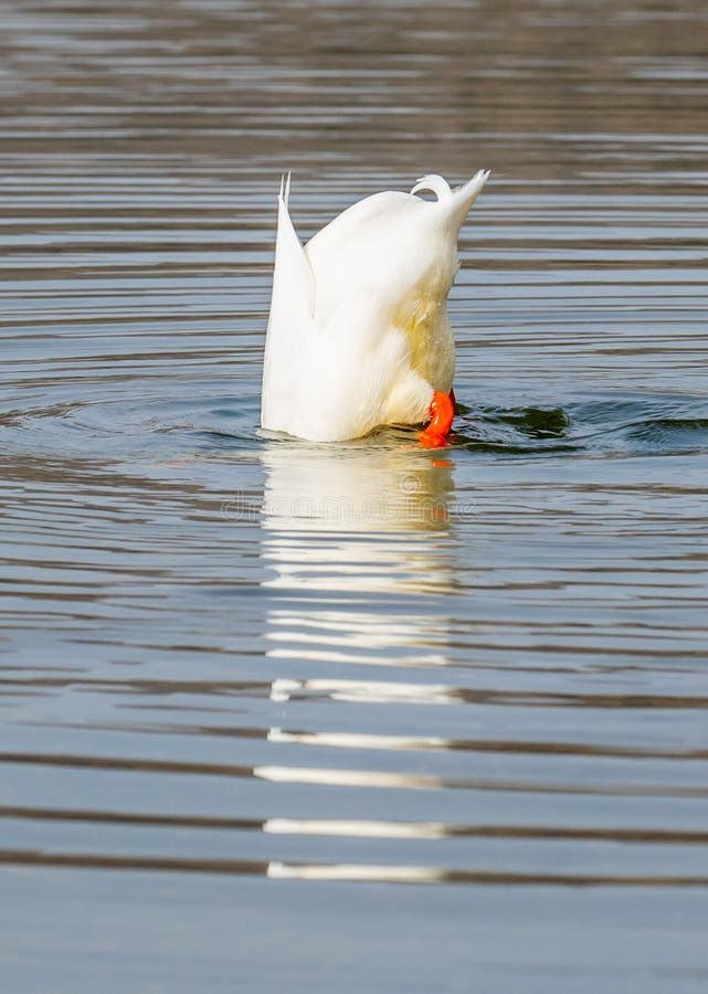A duck diving in a water stock image. Image of reflection - 349093955