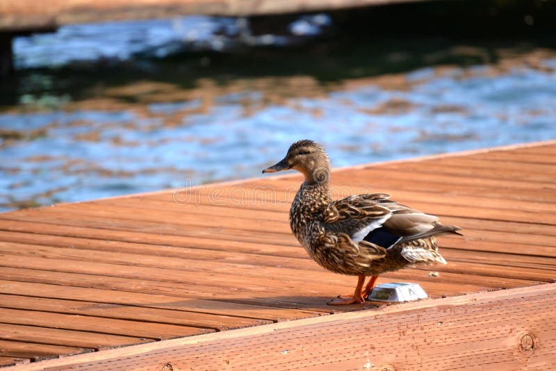Duck on Dock stock image. Image of lake, animals, ducks - 41853767