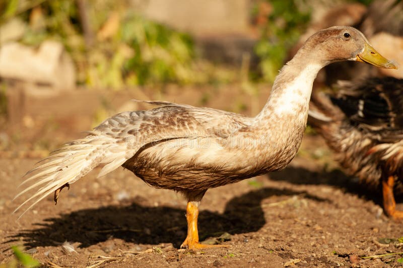 Duck doing stretching stock image. Image of bird, beak - 134225757