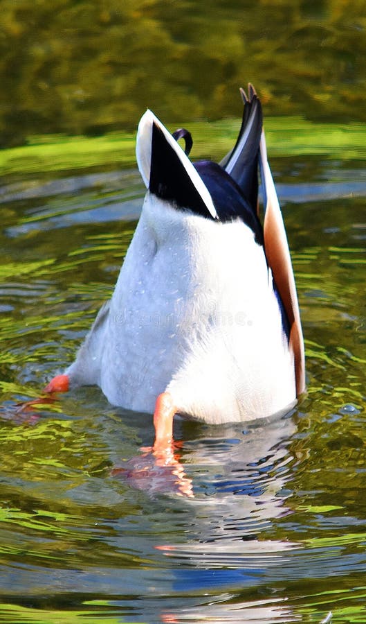Duck Down Dive Bird Water Reflection Stock Image - Image of reflection ...