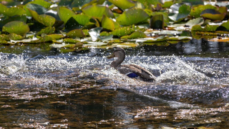 .duck Down in the Water Making Bubbles among the Water Lilies Stock ...