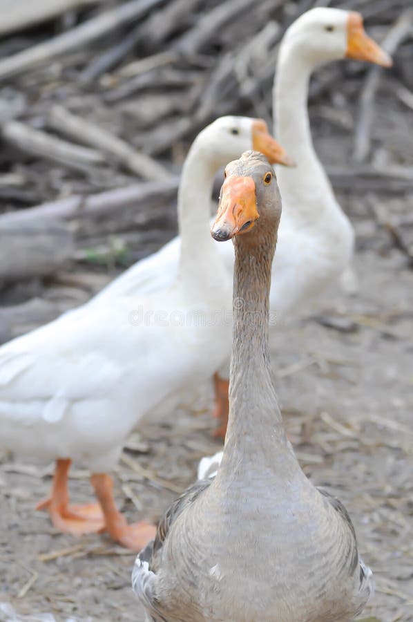 Duck ,drake and goose stock photo. Image of poultry - 183114896