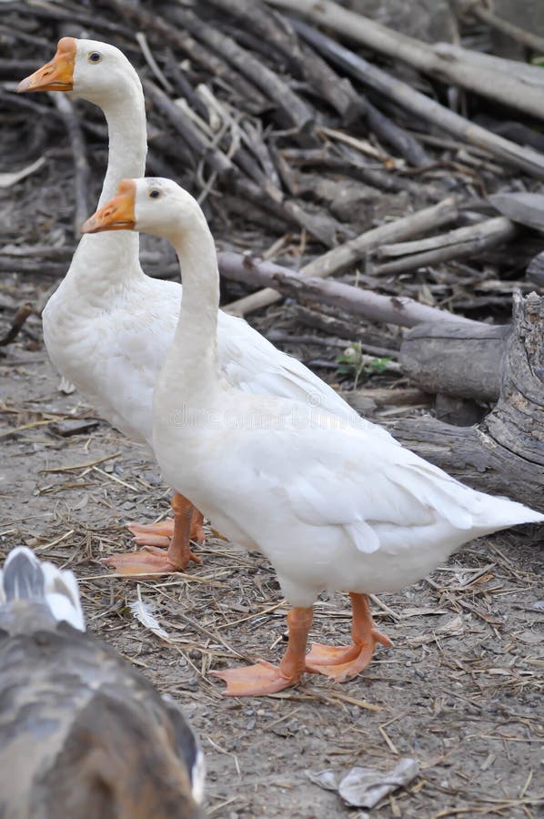 Duck ,drake and goose stock image. Image of duck, floor - 183114897