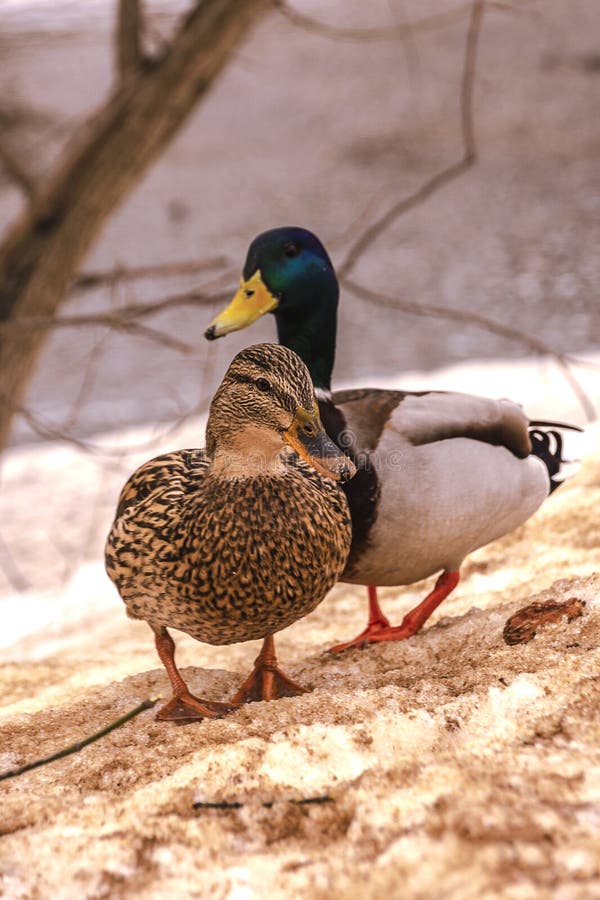 A Duck and a Drake are Standing on an Icy Surface. Side View Stock ...